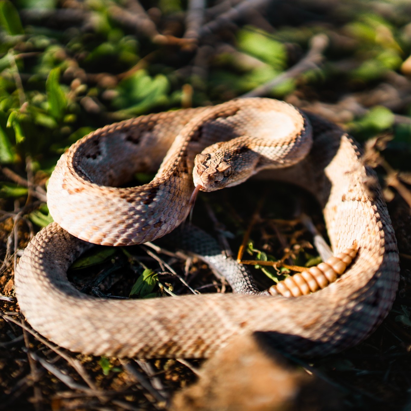 ACF ta restart cu nan proyecto di monitoria Cascabel di Aruba – Bon Dia ...